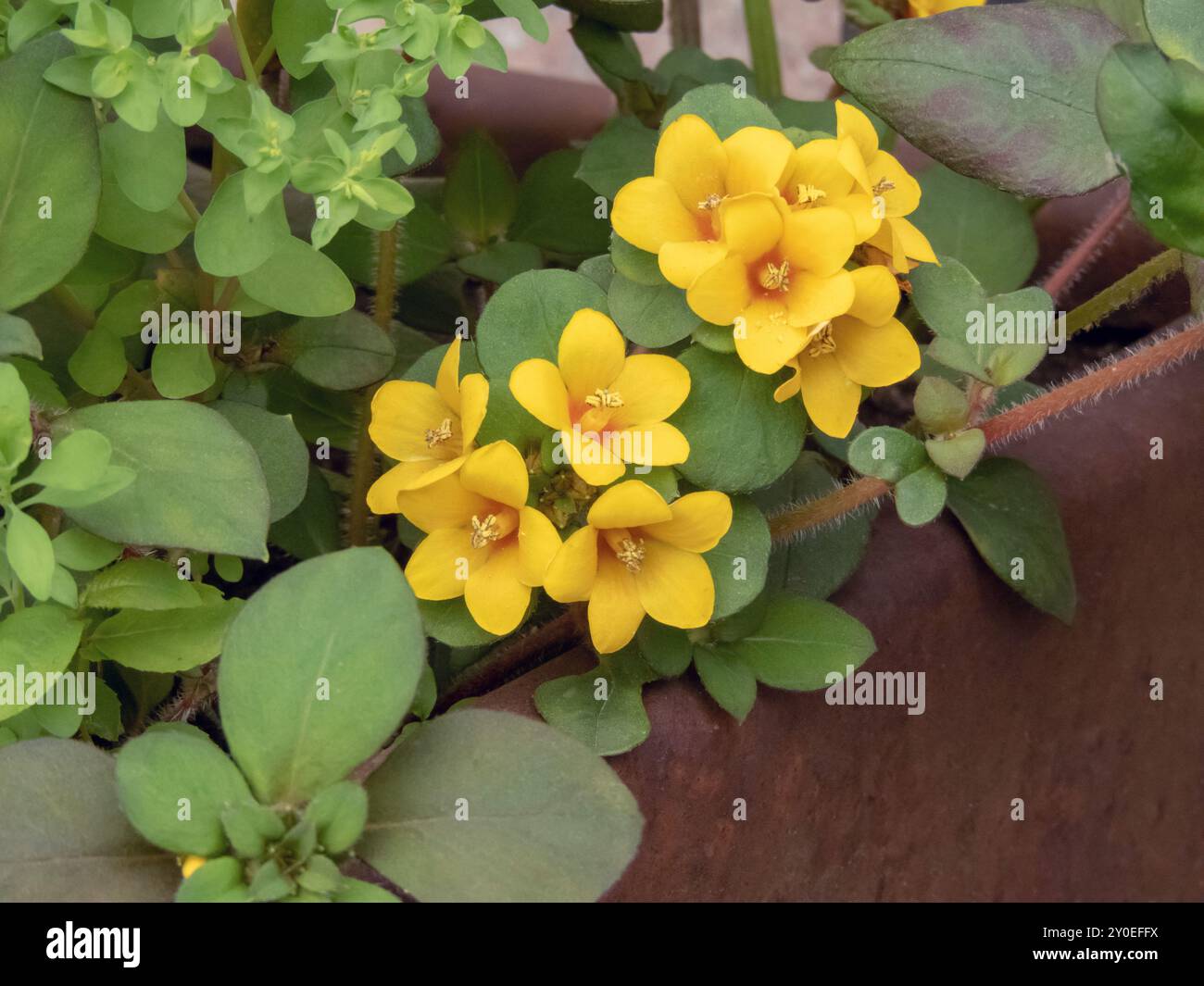 Lysimachia congestiflora flowering plant in the primrose family. Golden ...
