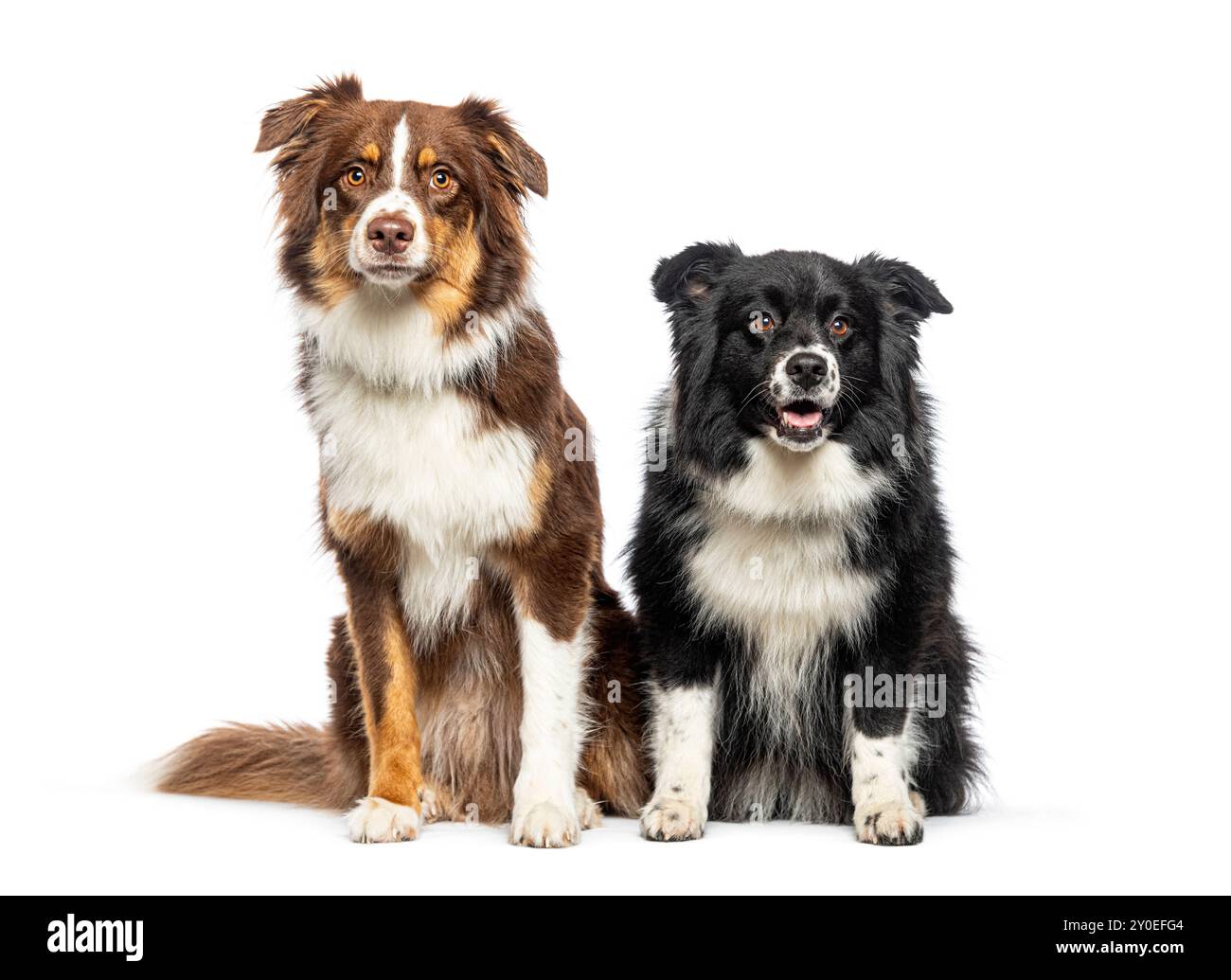 Two Australian Shepherds sitting together, isolated on white Stock ...