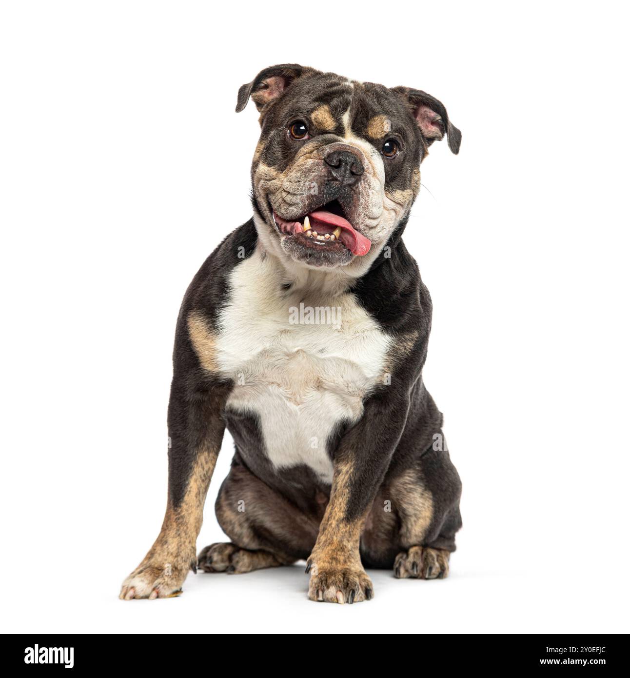 Sitting English Bulldog panting with his tongue hanging out of his ...