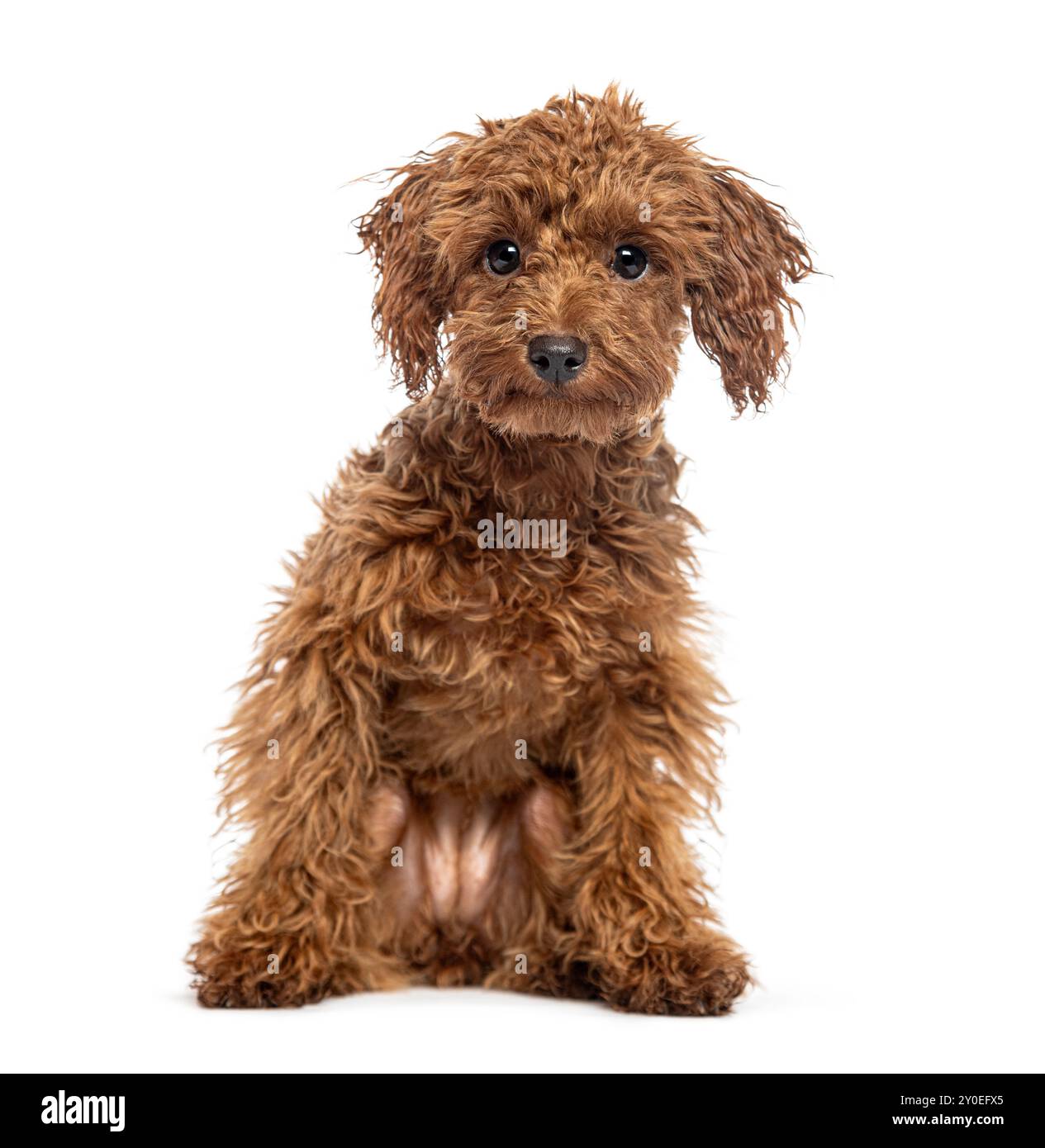 Cute Cheerful brown Toy Poodle puppy looking at the camera, isolated on ...