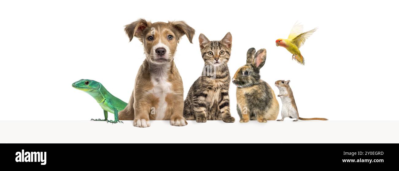 Group of pets leaning together on a empty web banner to place text ...