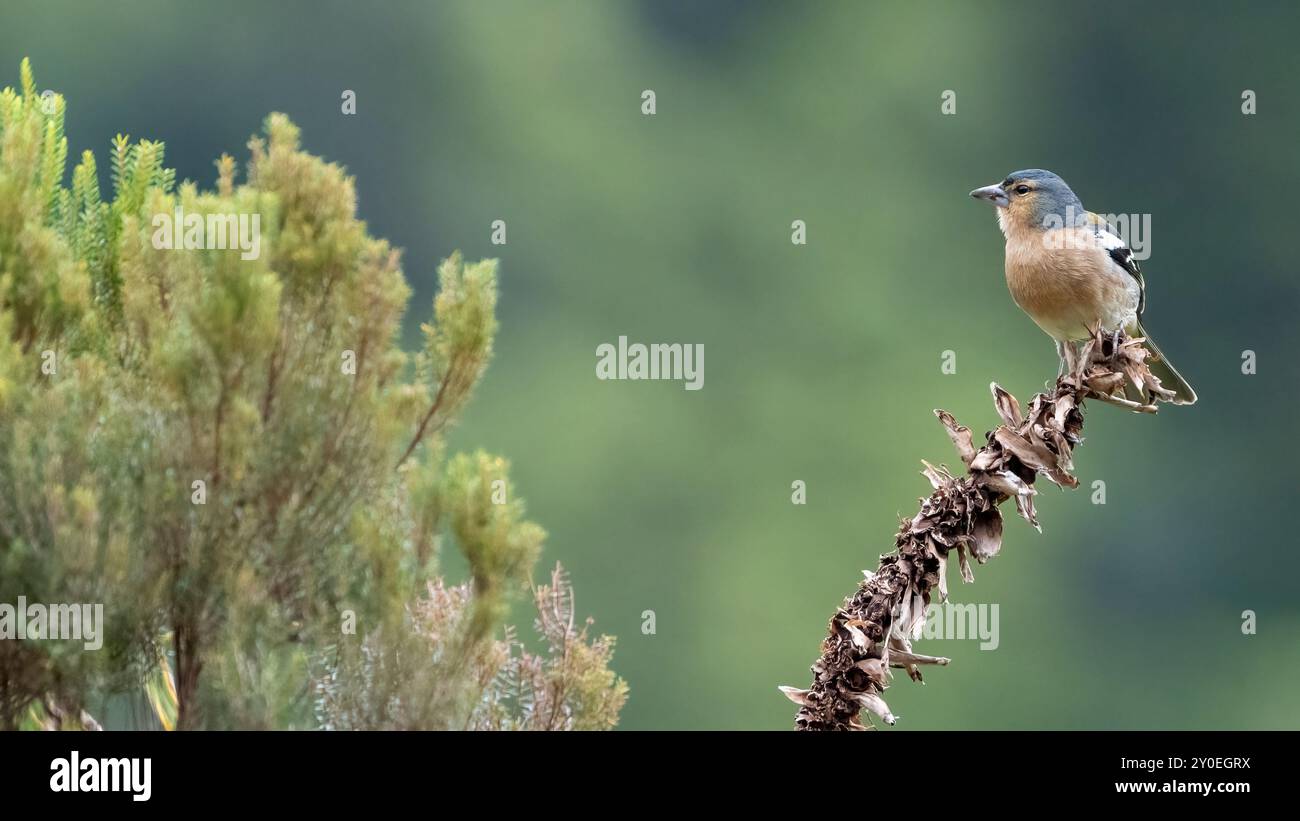 Birds of azores hi-res stock photography and images - Alamy