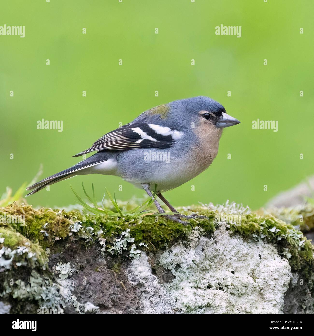 Birdwatching azores hi-res stock photography and images - Alamy