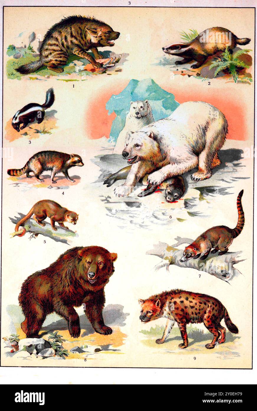 Animal kingdom. Vintage color illustration of animals. Russian Empire ...