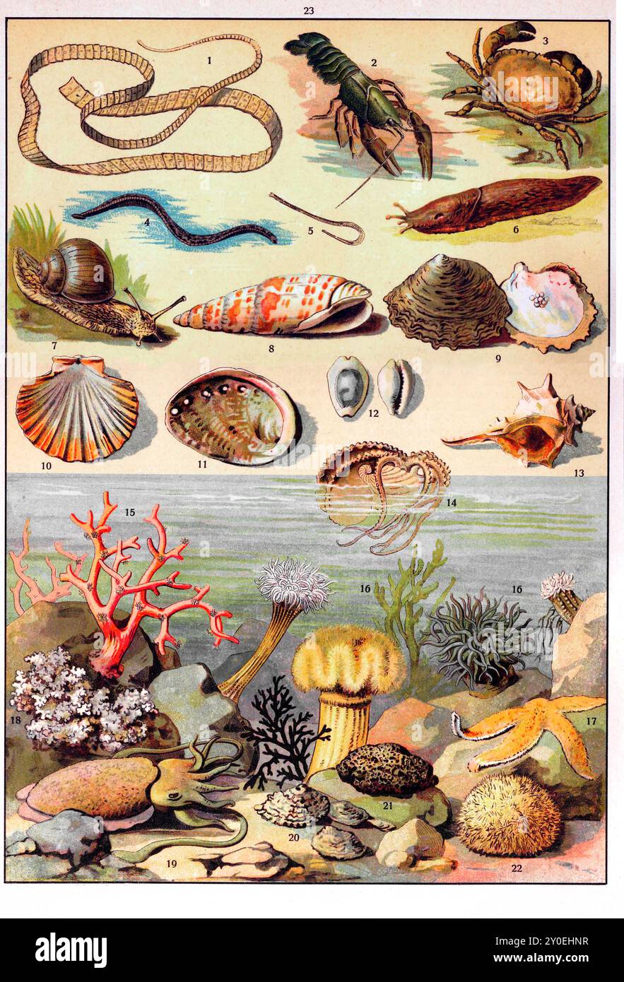 Animal kingdom. Vintage color illustration of animals. Russian Empire ...