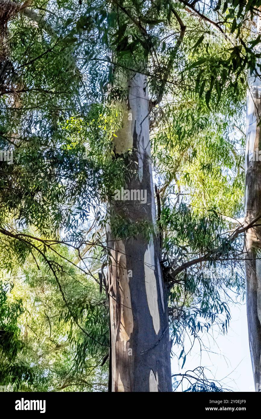 Grove of huge trees hi-res stock photography and images - Alamy