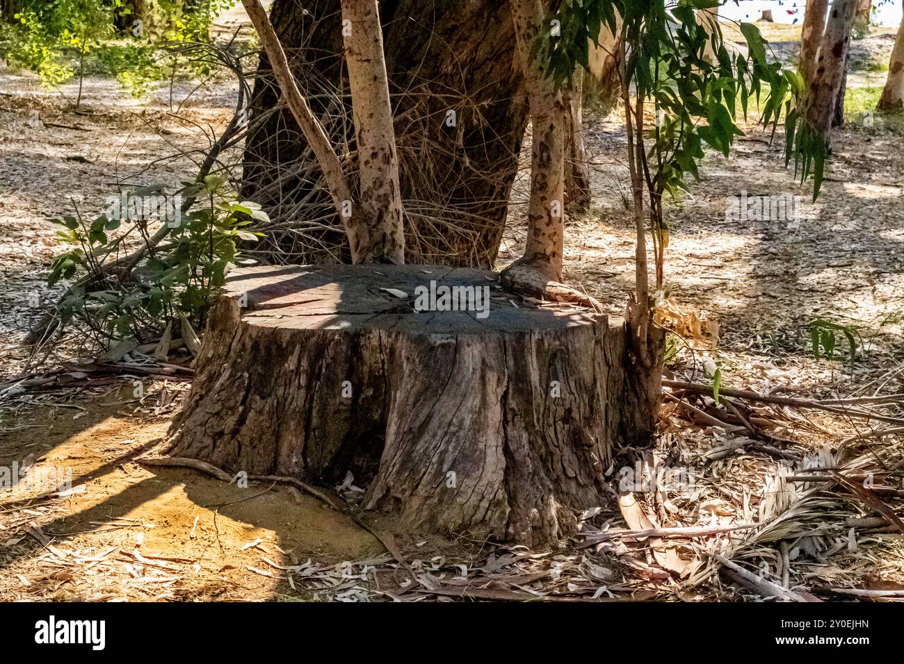 tree stomp trunk cut Stock Photo - Alamy