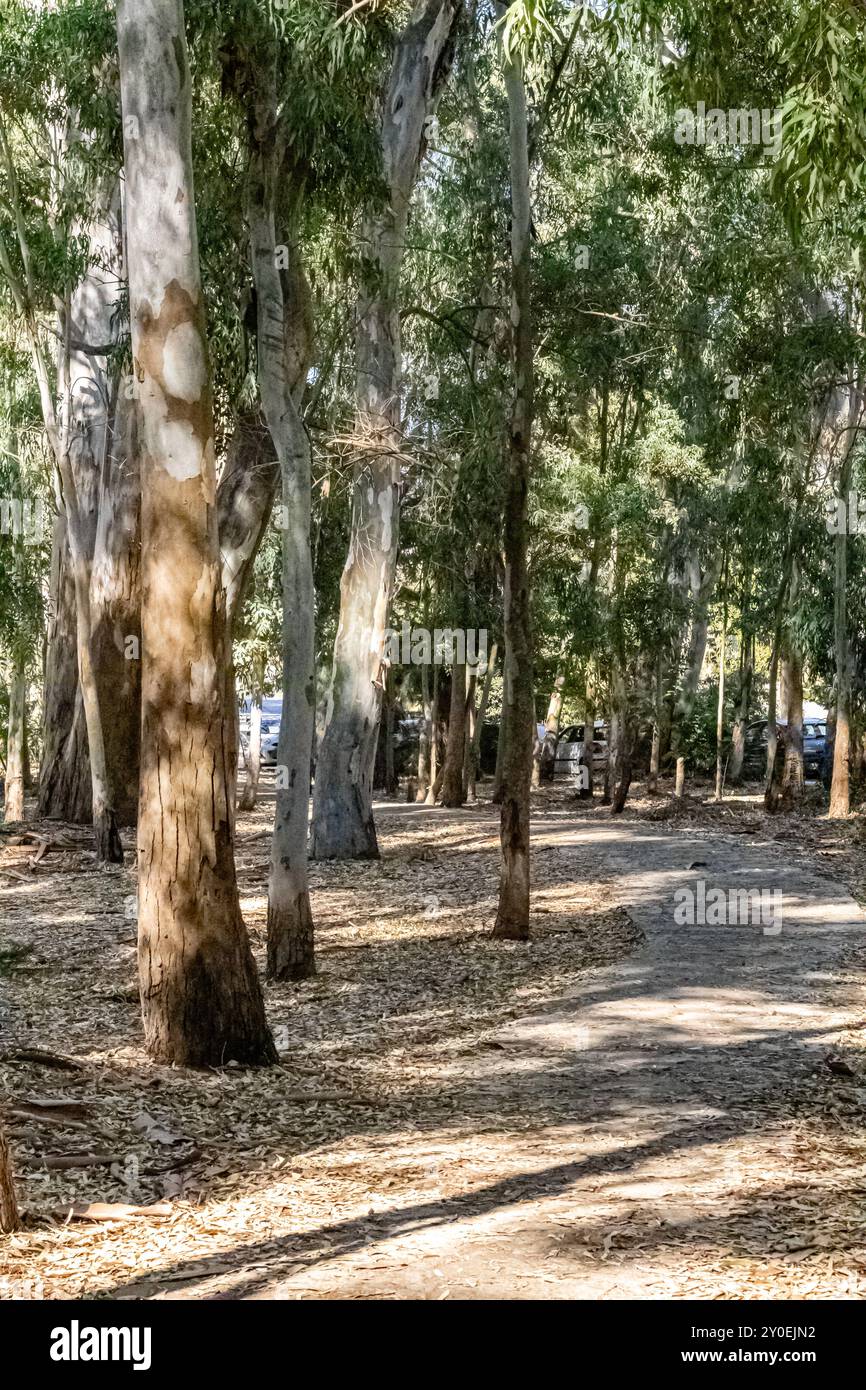 Willow trees hi-res stock photography and images - Alamy