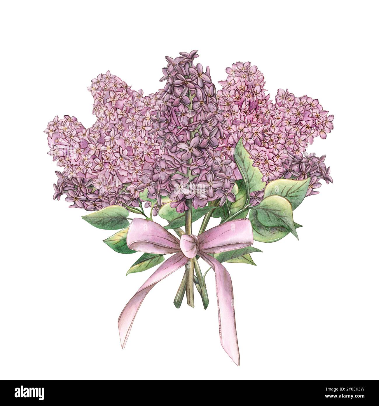 A set of lilac flowers on an isolated white background, a bouquet of ...