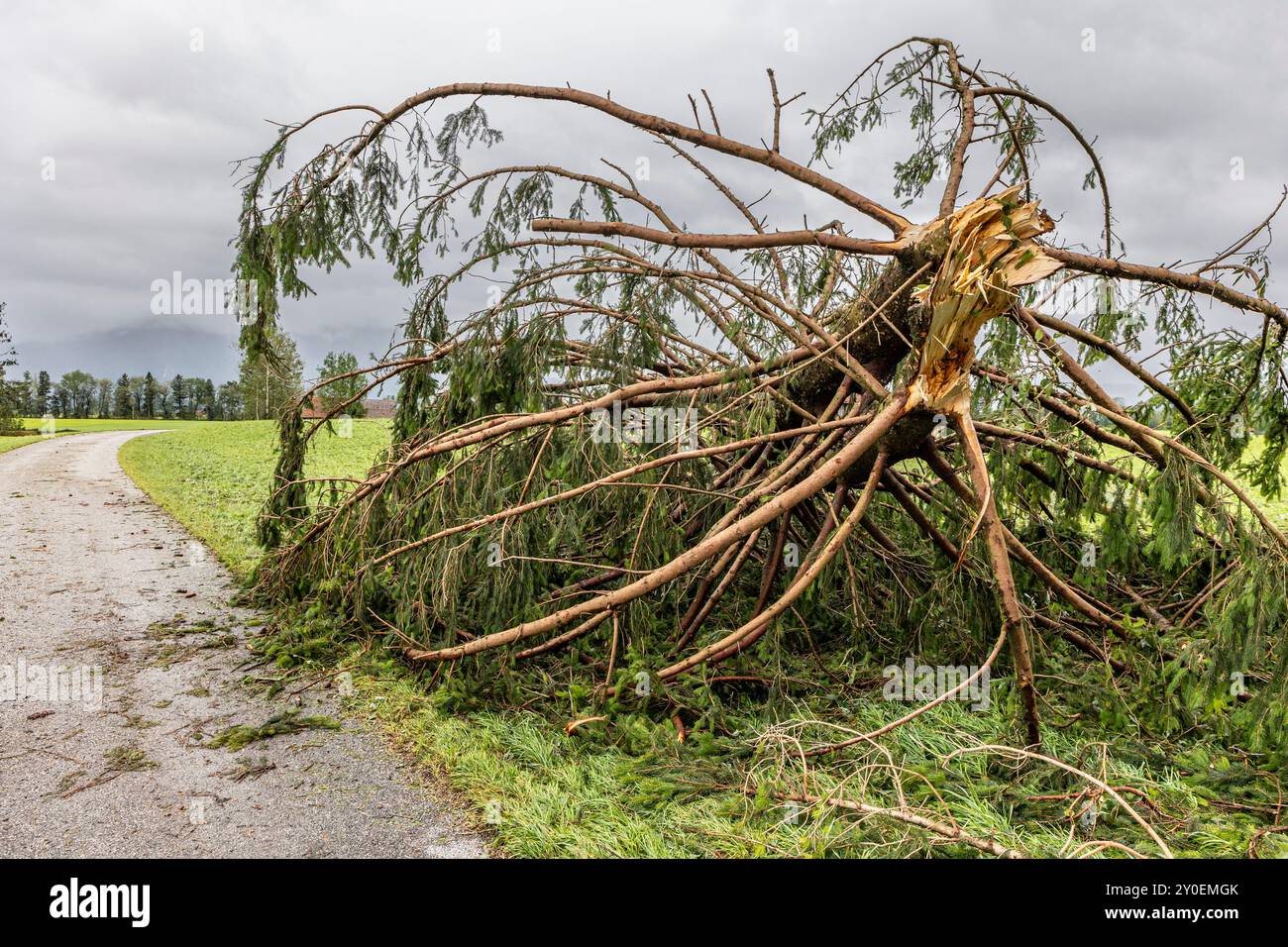 Broken tree and log, toppled, after heavy thunderstorm with hail ...