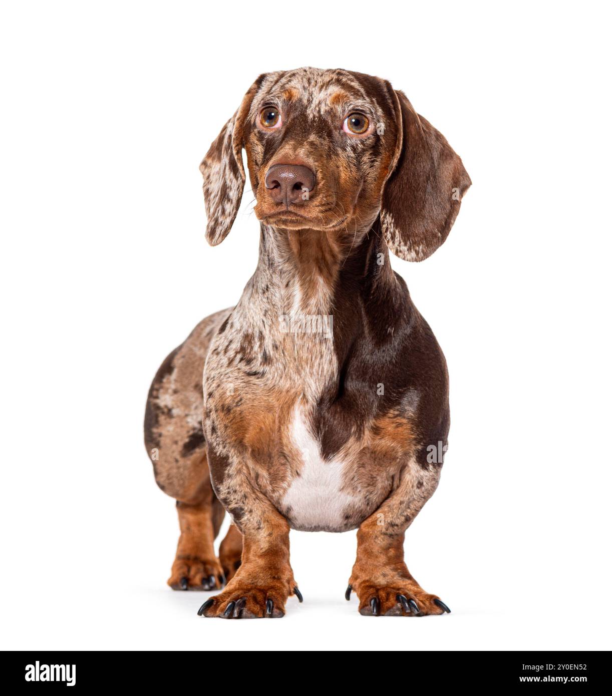 Red Merle Dachshund standing in front, isolated on white Stock Photo ...