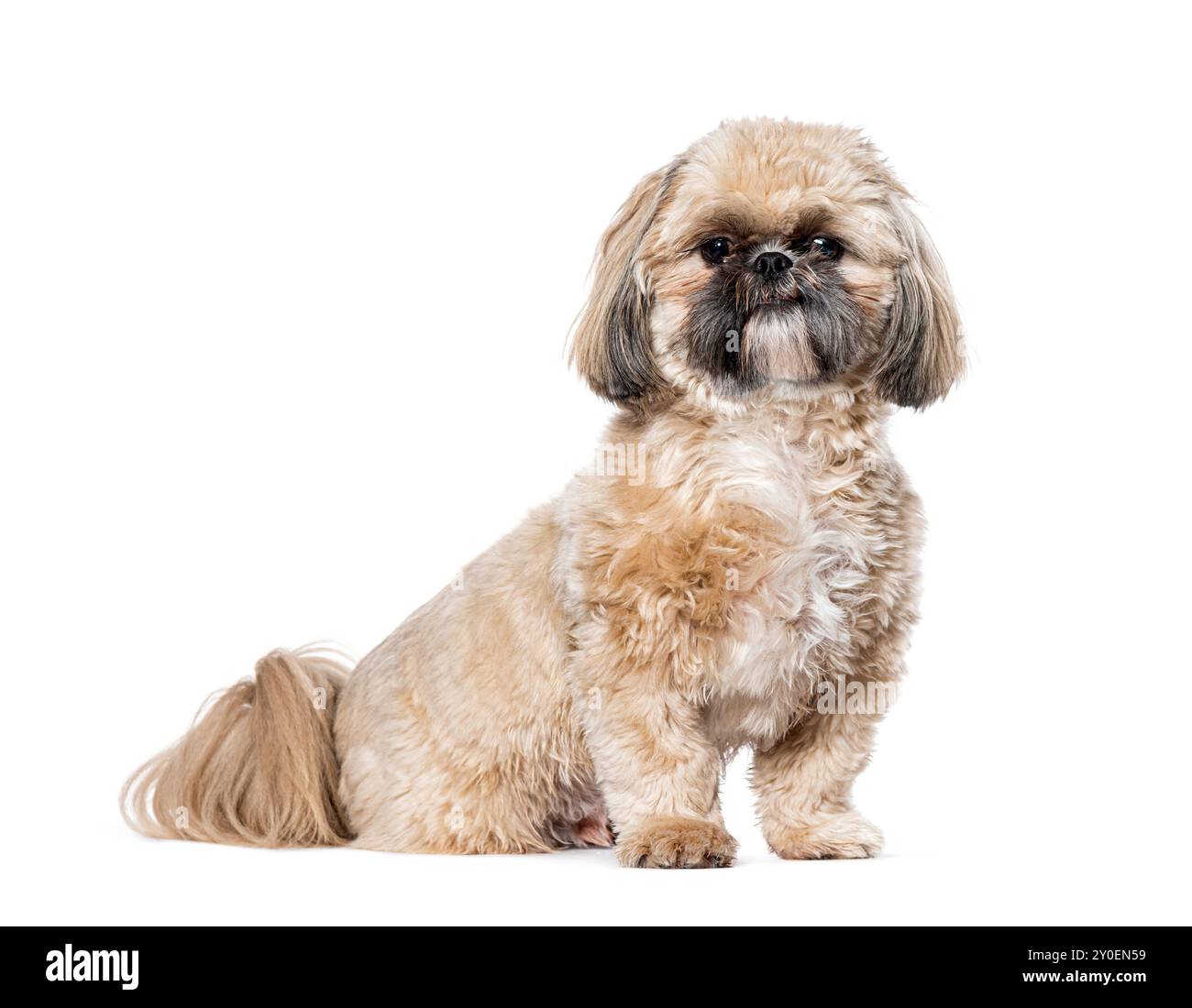 Shih Tsu, Isolated on white Stock Photo - Alamy