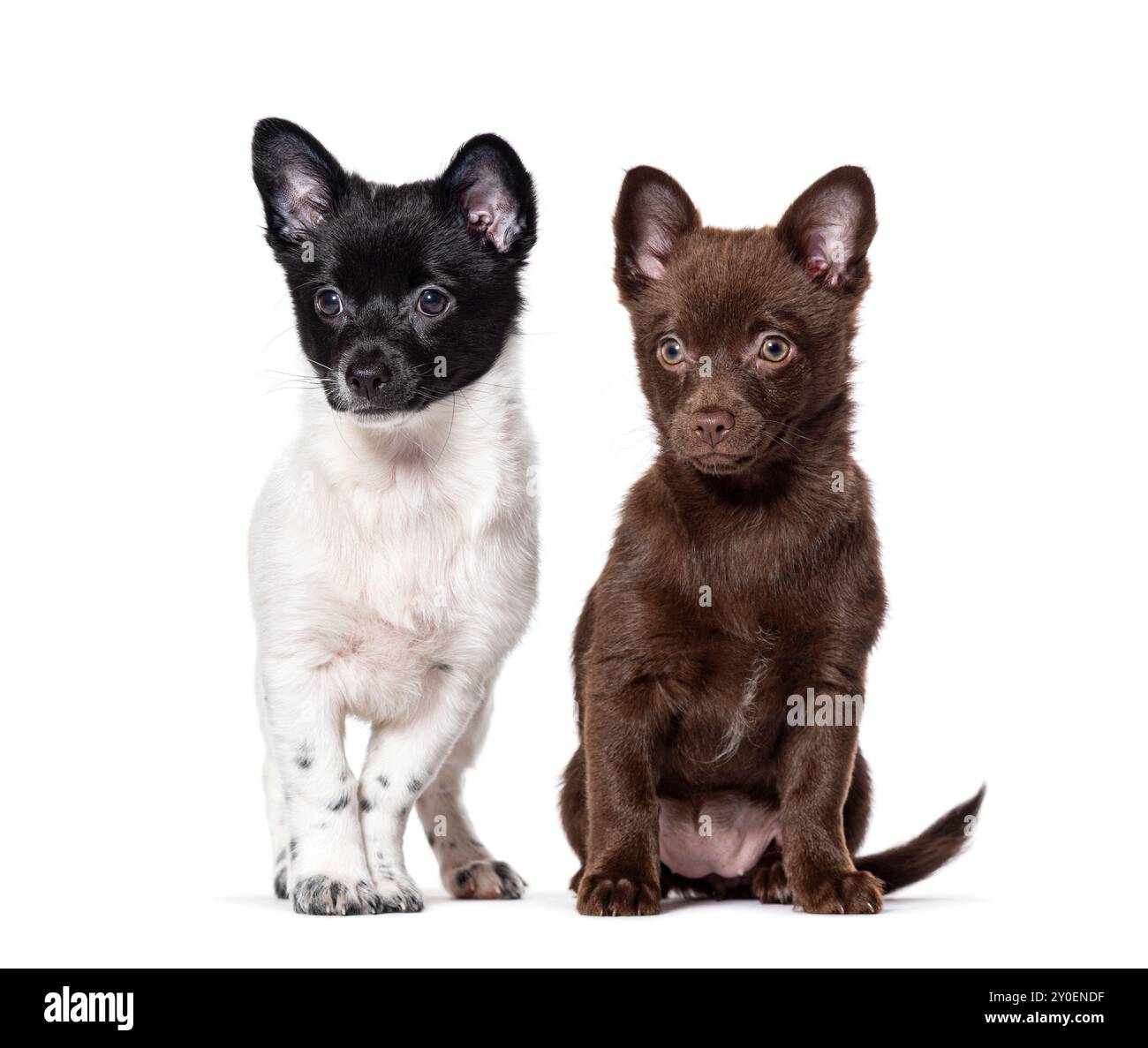 puppies Pomshi, mixedbreed Pomeranian with Shiba inu, Isolated on wite ...