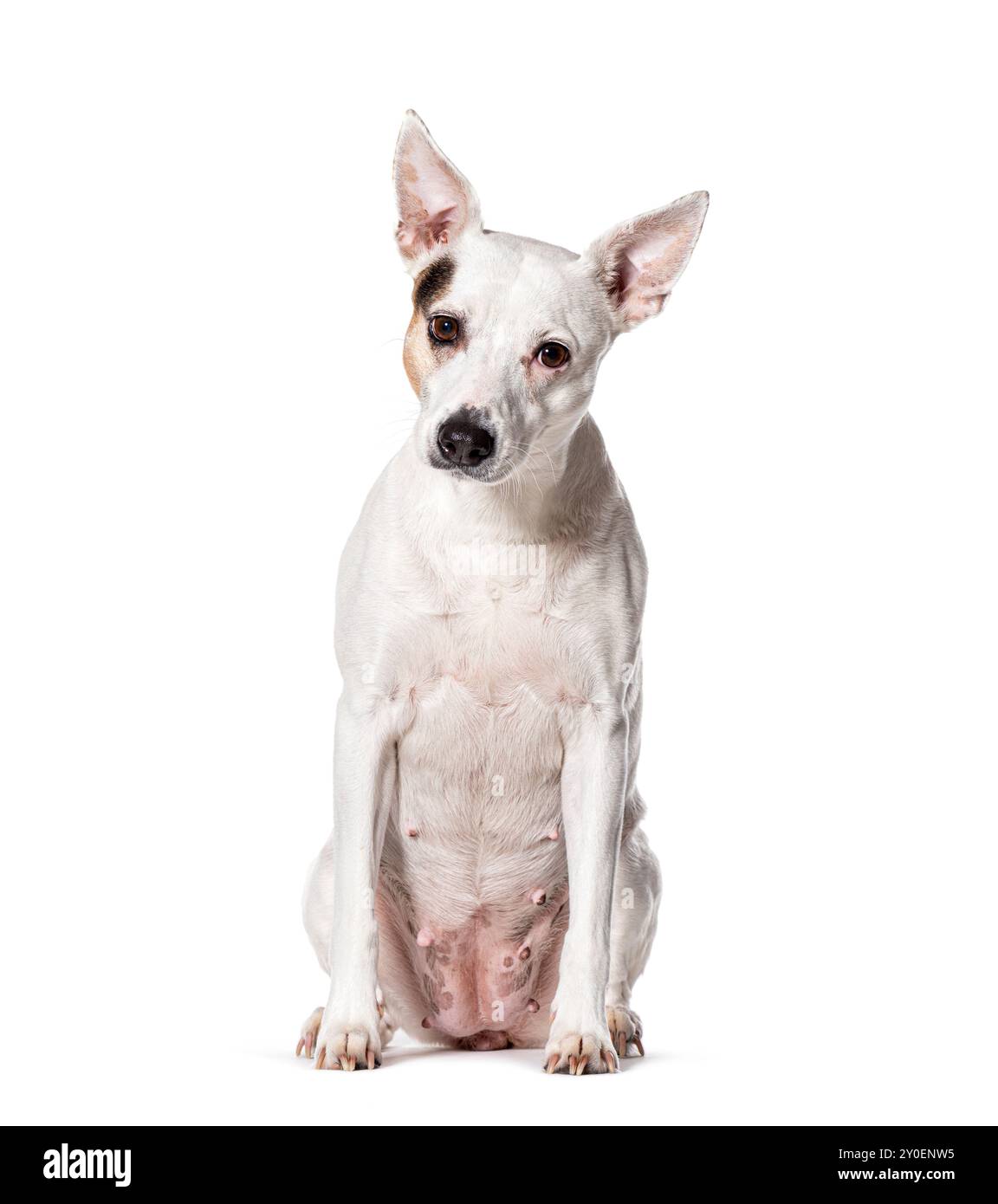 Mongrel dog hi-res stock photography and images - Alamy