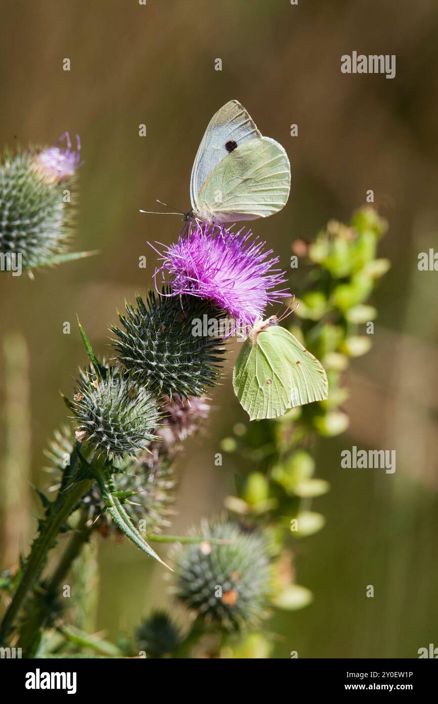 CIRSIUM VULGARE common thistle with a common brimstone and a large ...