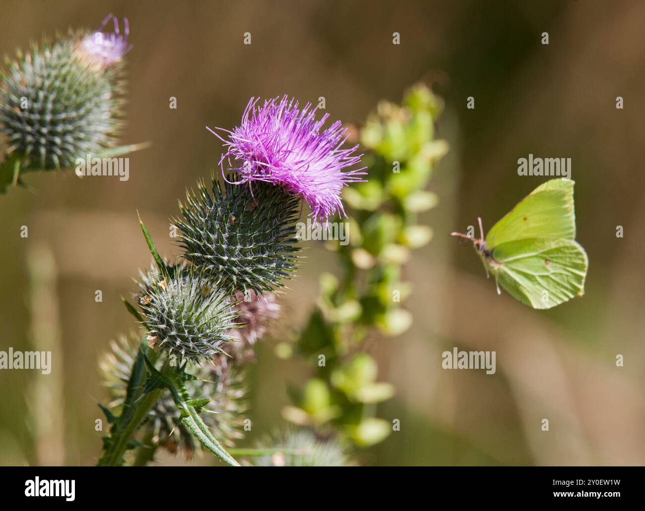 CIRSIUM VULGARE common thistle with a common brimstone Stock Photo - Alamy