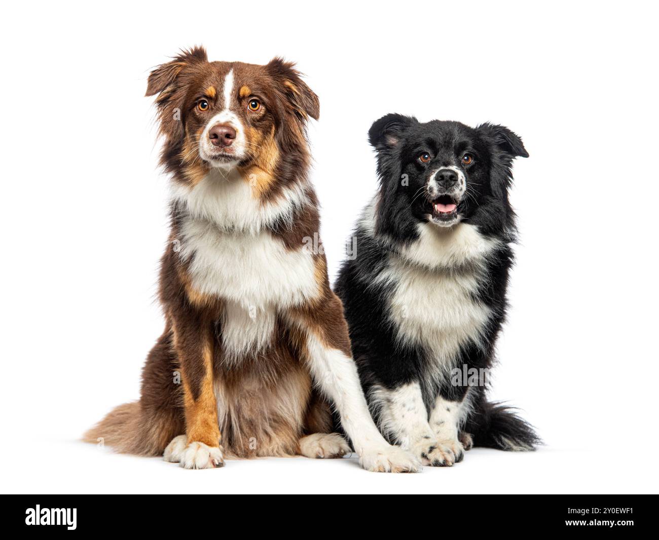 Two Australian Shepherds sitting together, isolated on white Stock ...