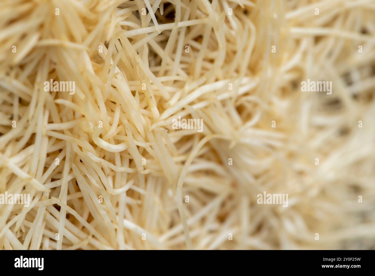 A large number of pea roots are light yellow in color, the thin root ...