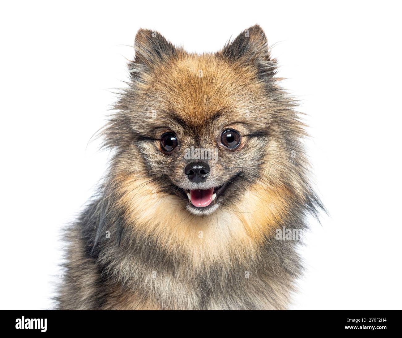 Headshot portrait of spitz, isolated on white Stock Photo - Alamy