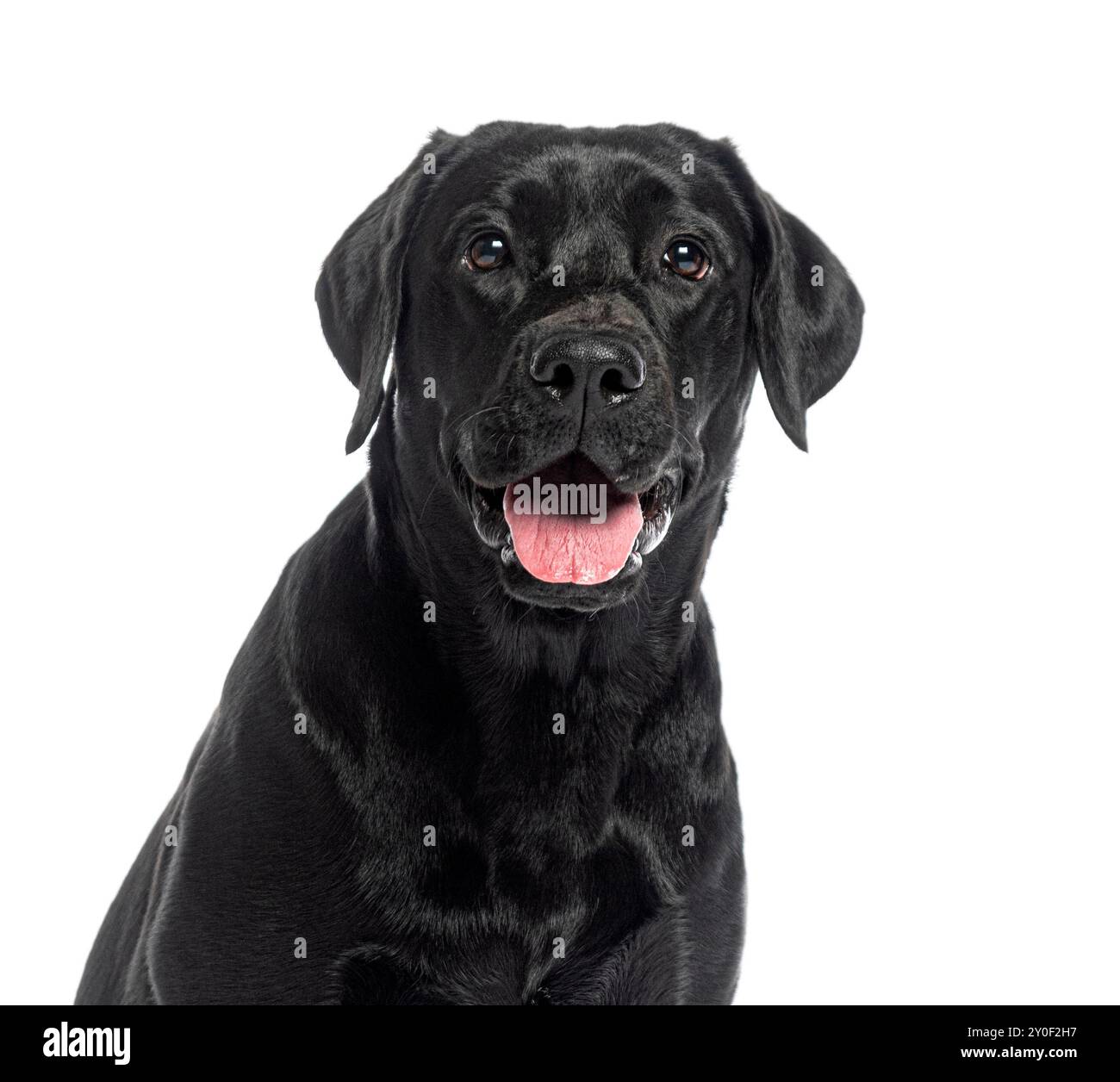 Headshot portrait of a black Labrador panting mouth open, isolated on ...