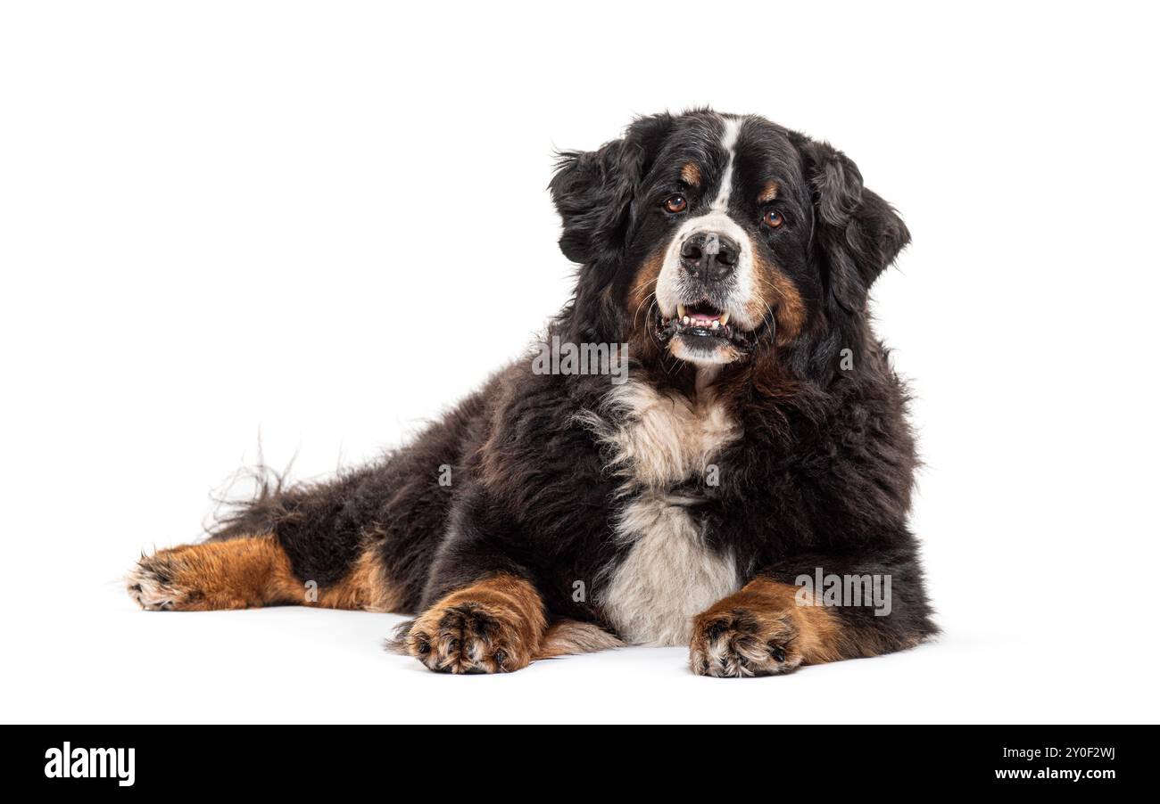 Old Bernese mountain dog, isolated on white Stock Photo - Alamy