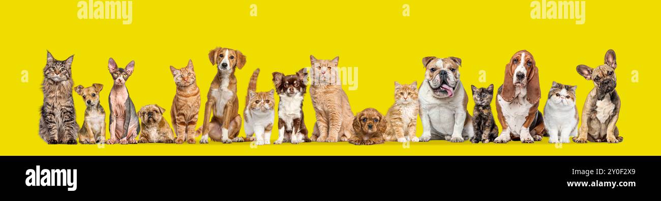 Group of cats and dogs isolated on yellow background, Banner ...