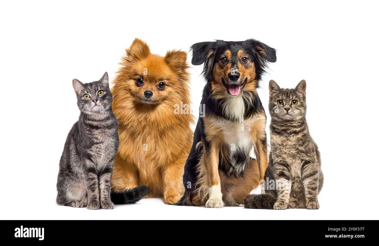 Small group of pets, cats and dogs sitting in a raw and looking at the ...