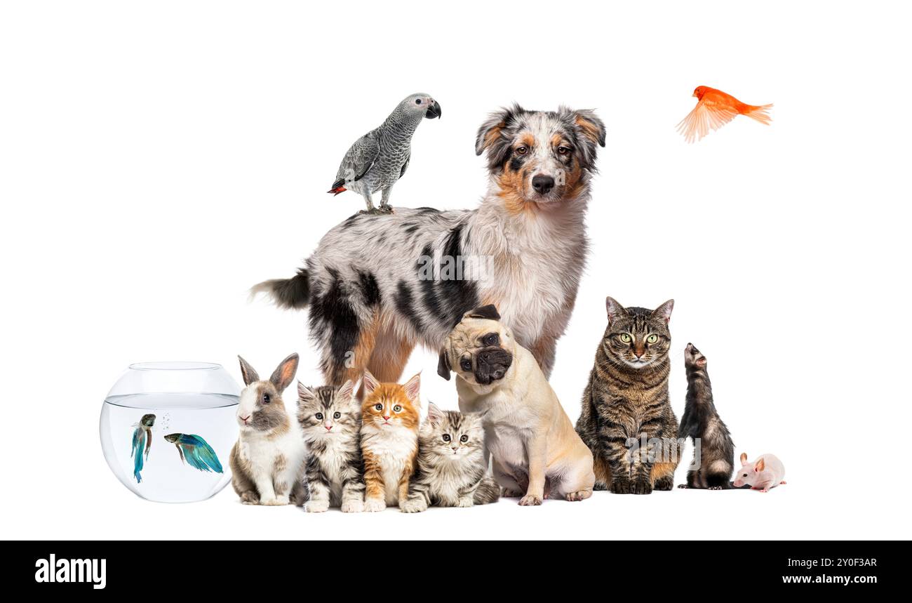 Group of pets posing around an australian shepherd; dog, cat, ferret ...