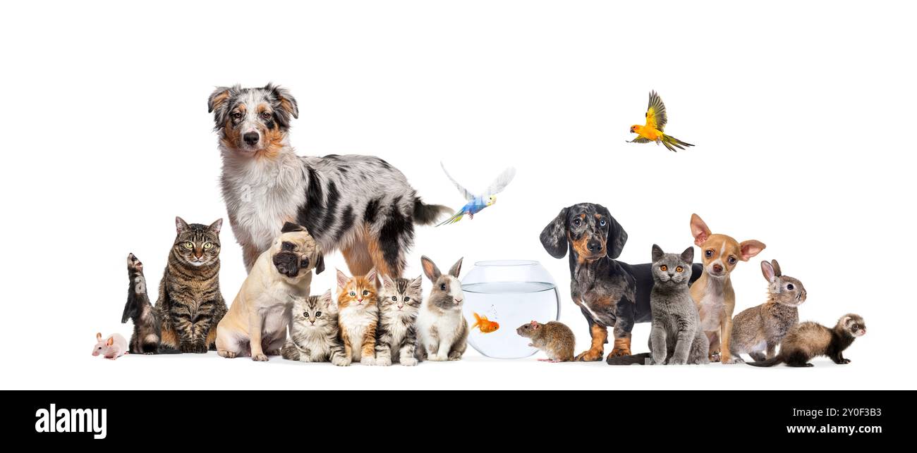 Group of pets posing Cats and dogs; dog, cat, ferret, rabbit, fish ...