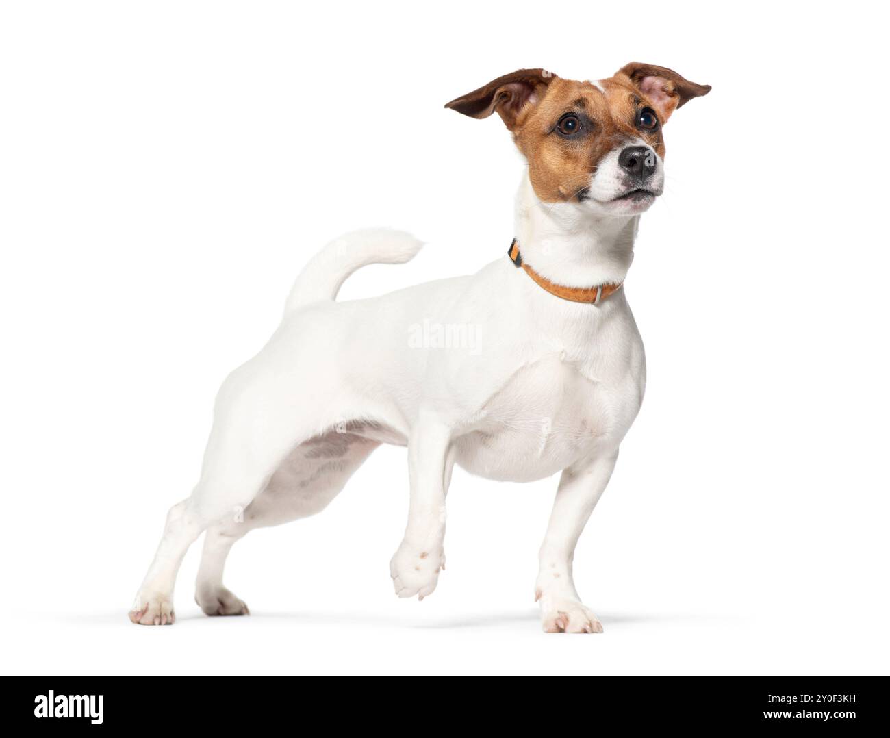 Nine months old Jack Russell terrier Standing, looking up, wearing an ...