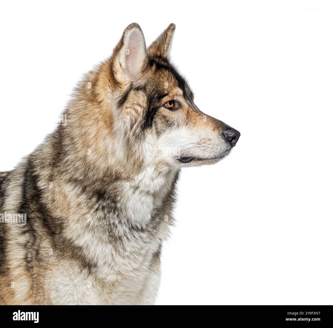 Head shot Side view of a Timber Shepherd a kind of wolf dog very ...