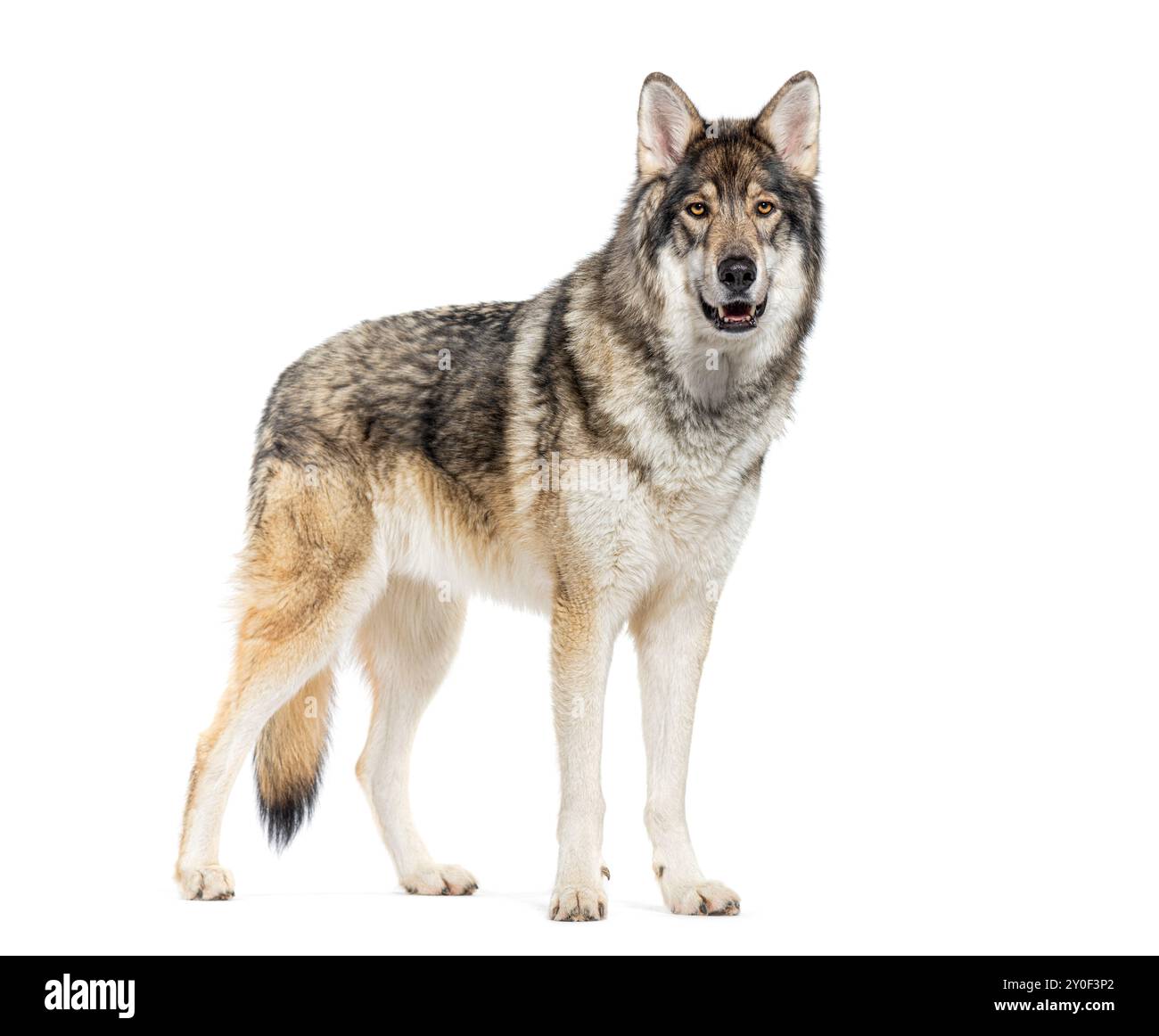 Timber Shepherd a kind of Wolfdog, looking at the camera, Isolated on ...