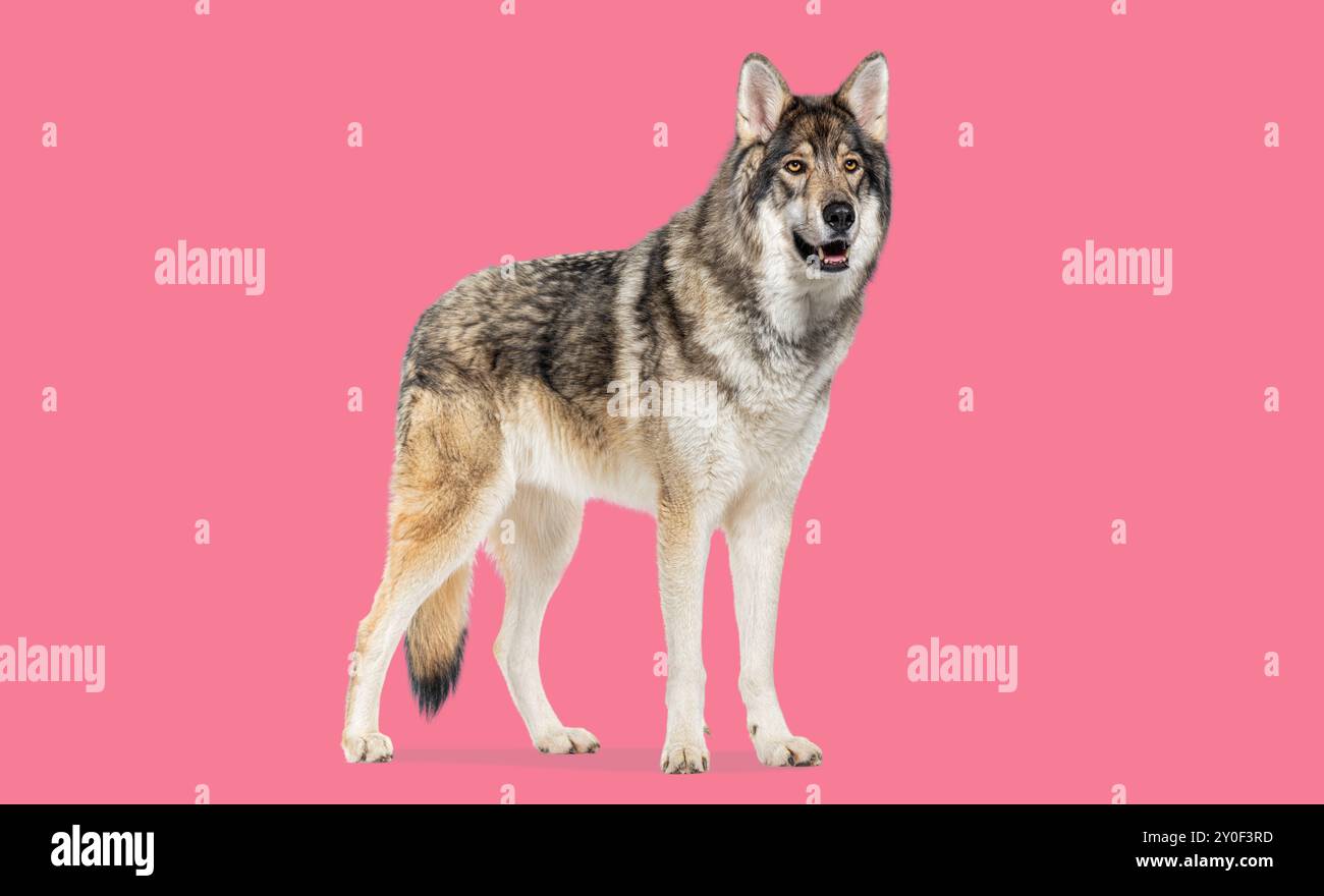 Side view of a Timber Shepherd a kind of Wolfdog, looking like a wolf ...