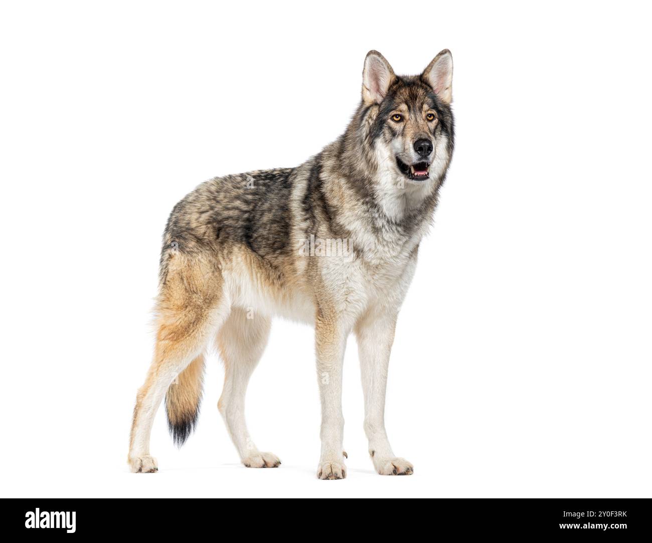 Side view of a Timber Shepherd a kind of Wolfdog, looking like a wolf ...