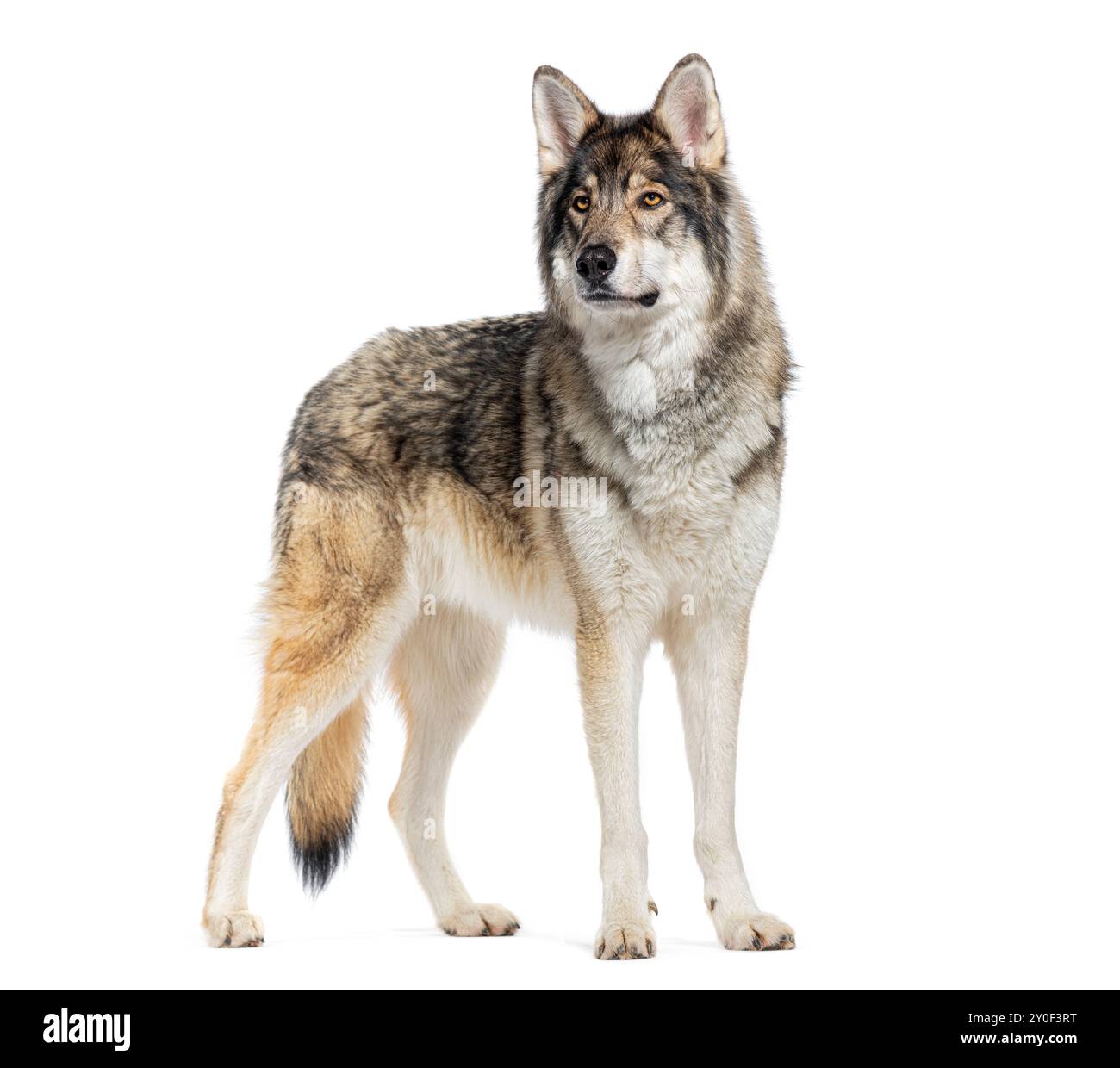 Timber Shepherd a kind of Wolfdog, looking away, Isolated on white ...