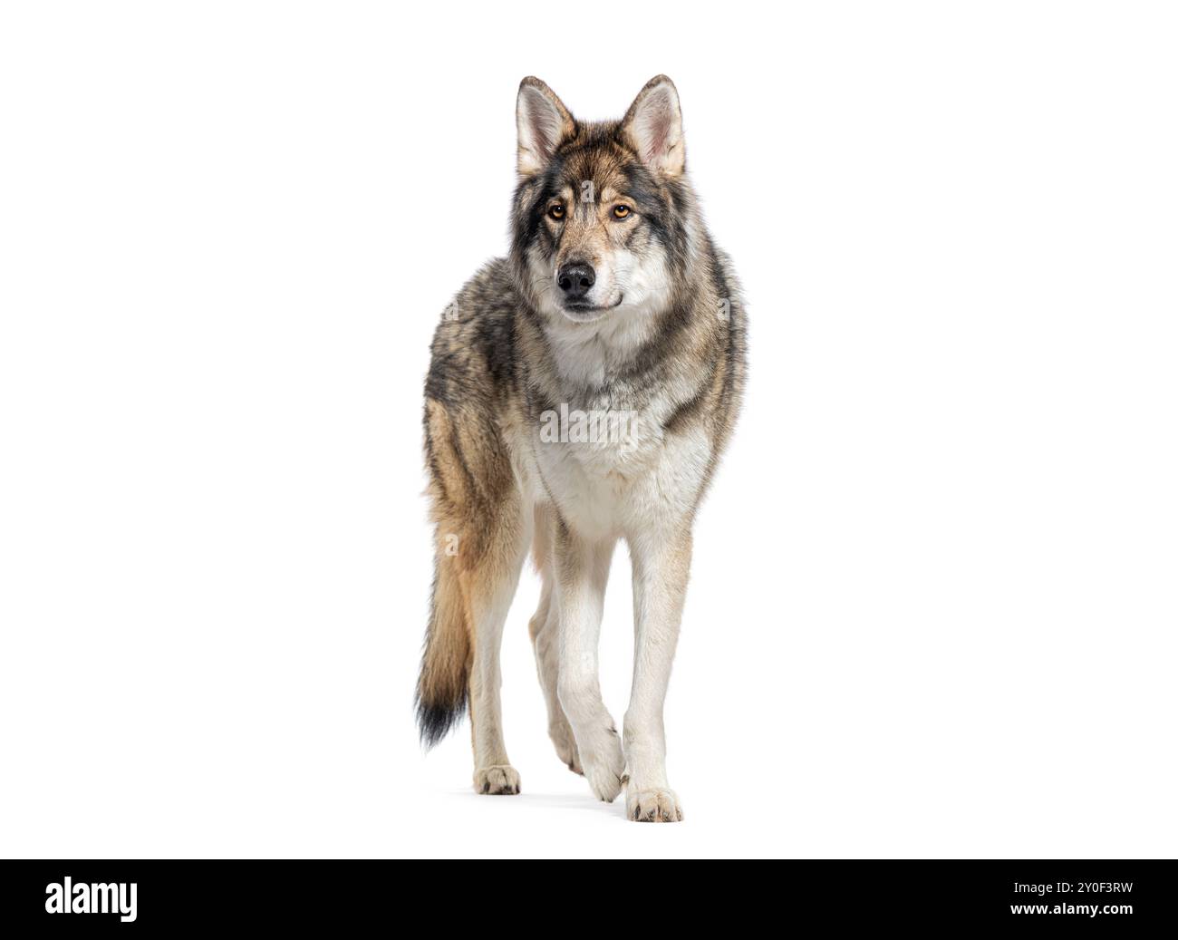 Grey wolf on alert Cut Out Stock Images & Pictures - Alamy