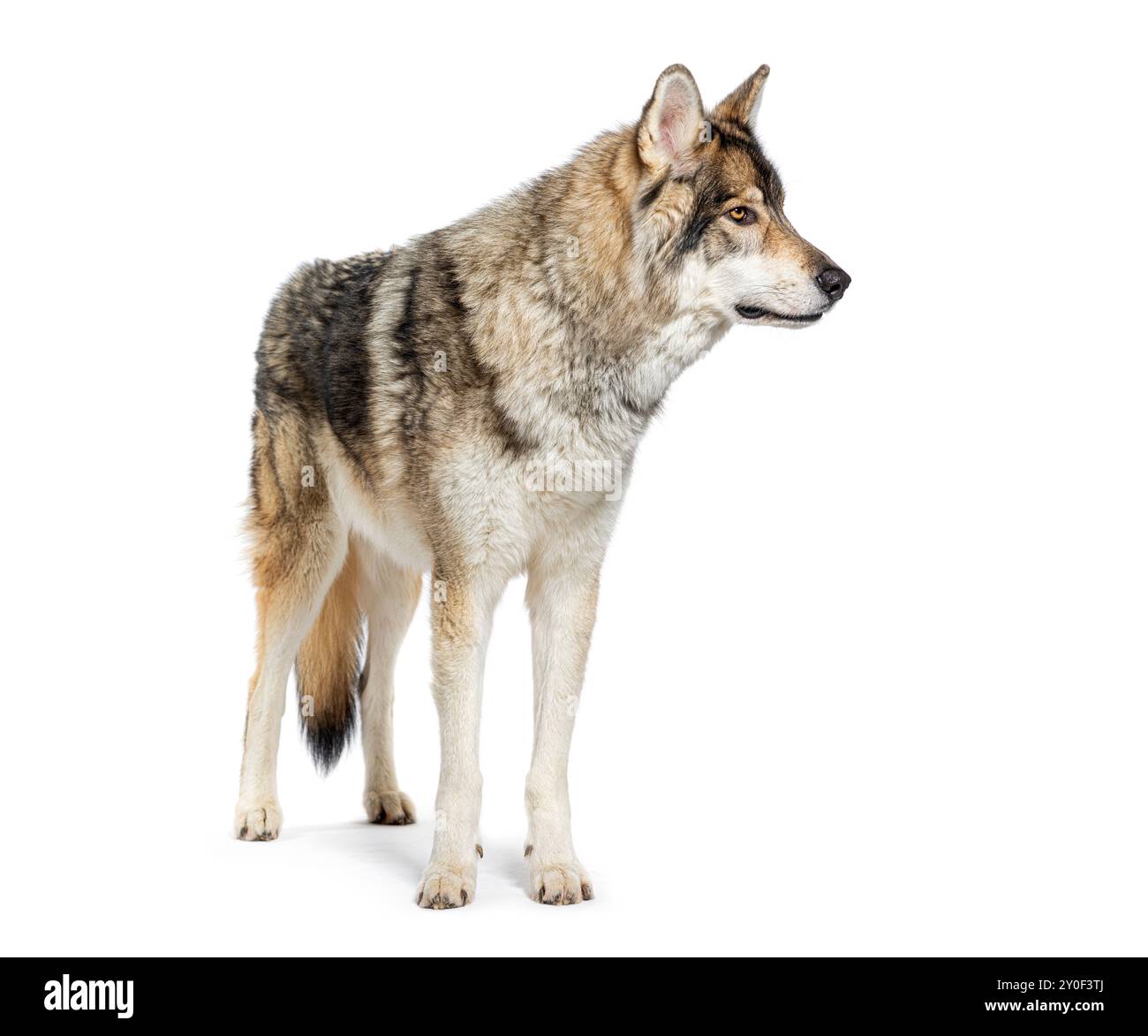 Side view of a Timber Shepherd a kind of Wolfdog, looking away ...