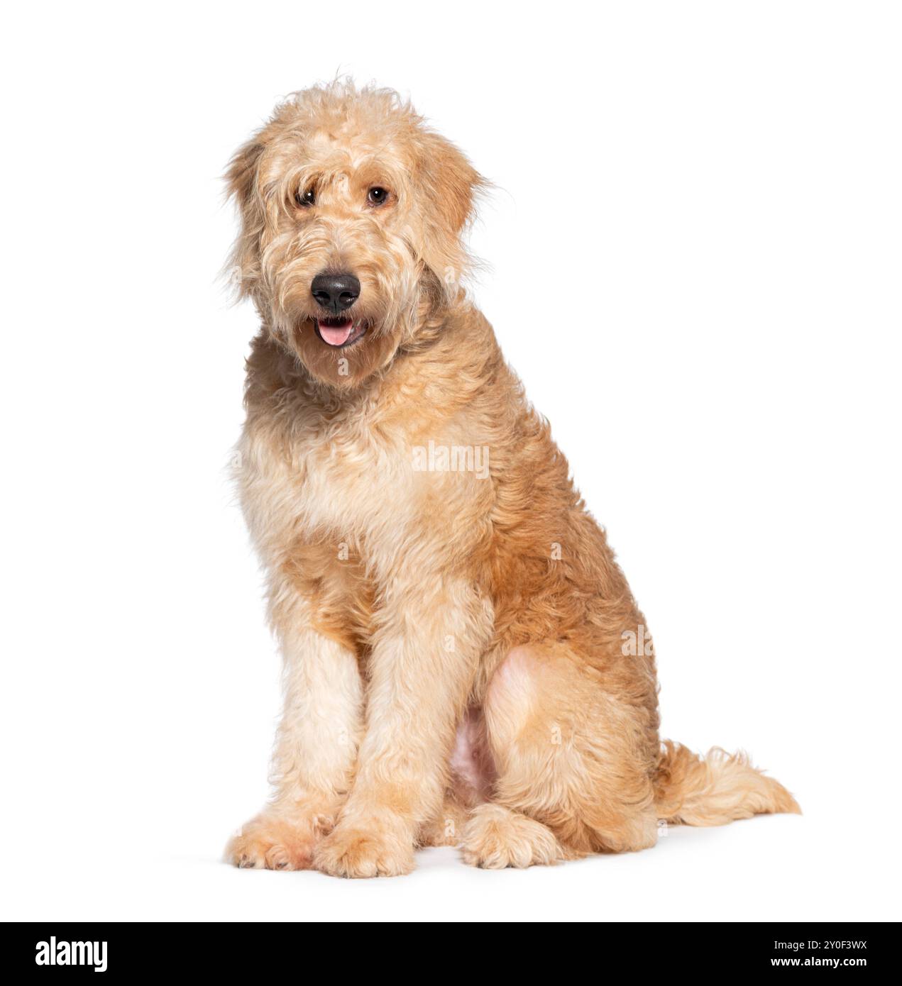 Dog hybrid mix cute Cut Out Stock Images & Pictures - Alamy