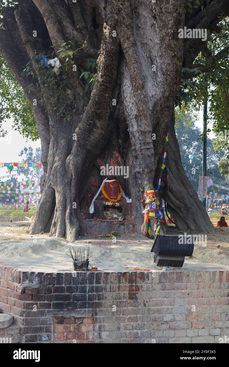 Bodhi tree next to the Maya Devi temple, Lumbini, Nepal Stock Photo - Alamy