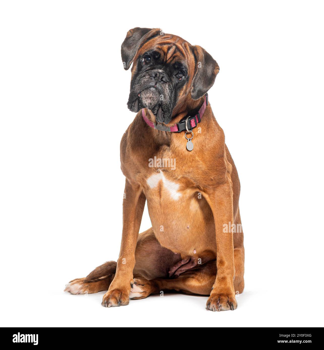 Boxer dog wearing a pink collar sitting on the floor and looking up ...