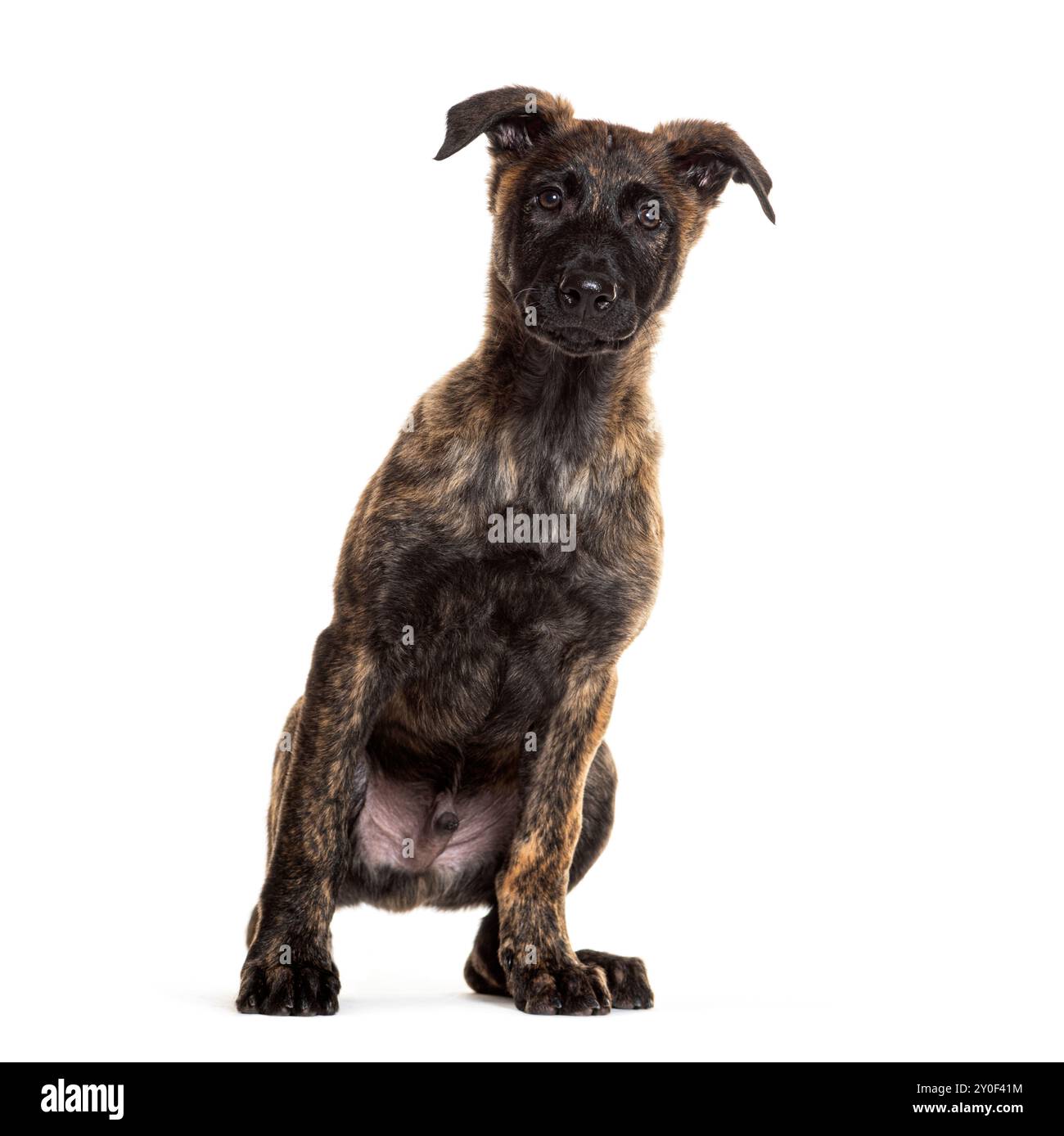 Portrait of a Dutch Shepherd puppy sitting, isolated on white Stock ...