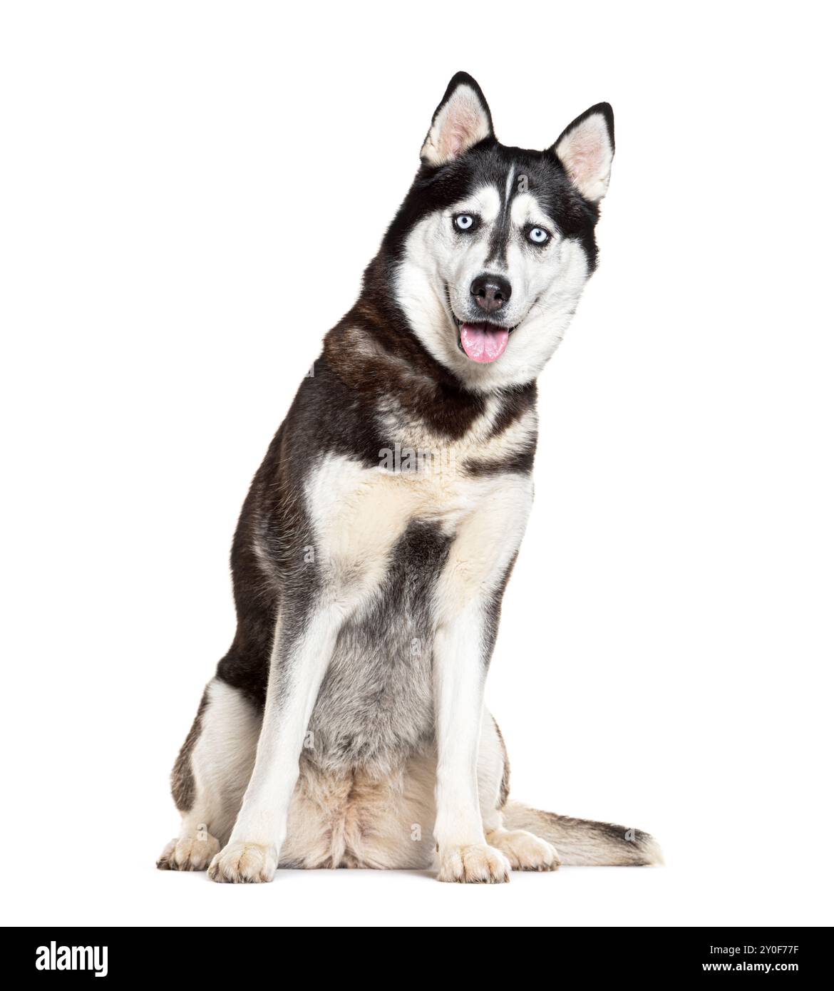 Siberian Husky sitting panting and looking at the camera, isolated on ...