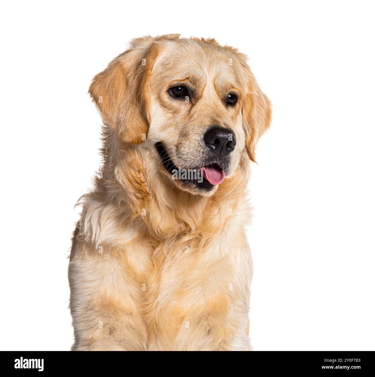 Golden retriever dog sitting hi-res stock photography and images - Alamy