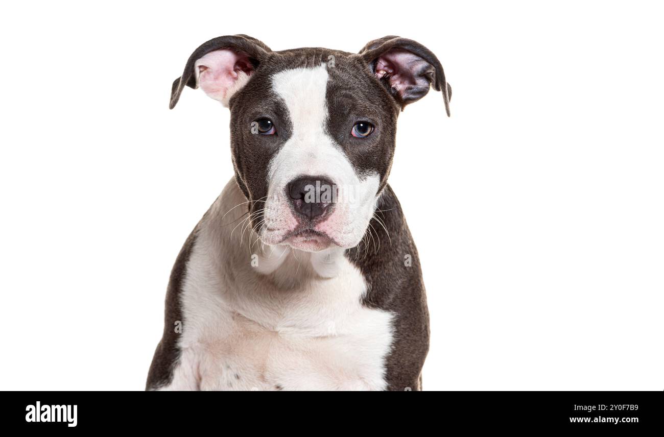 Head shot of a Adorable young american staffordshire terrier puppy dog ...