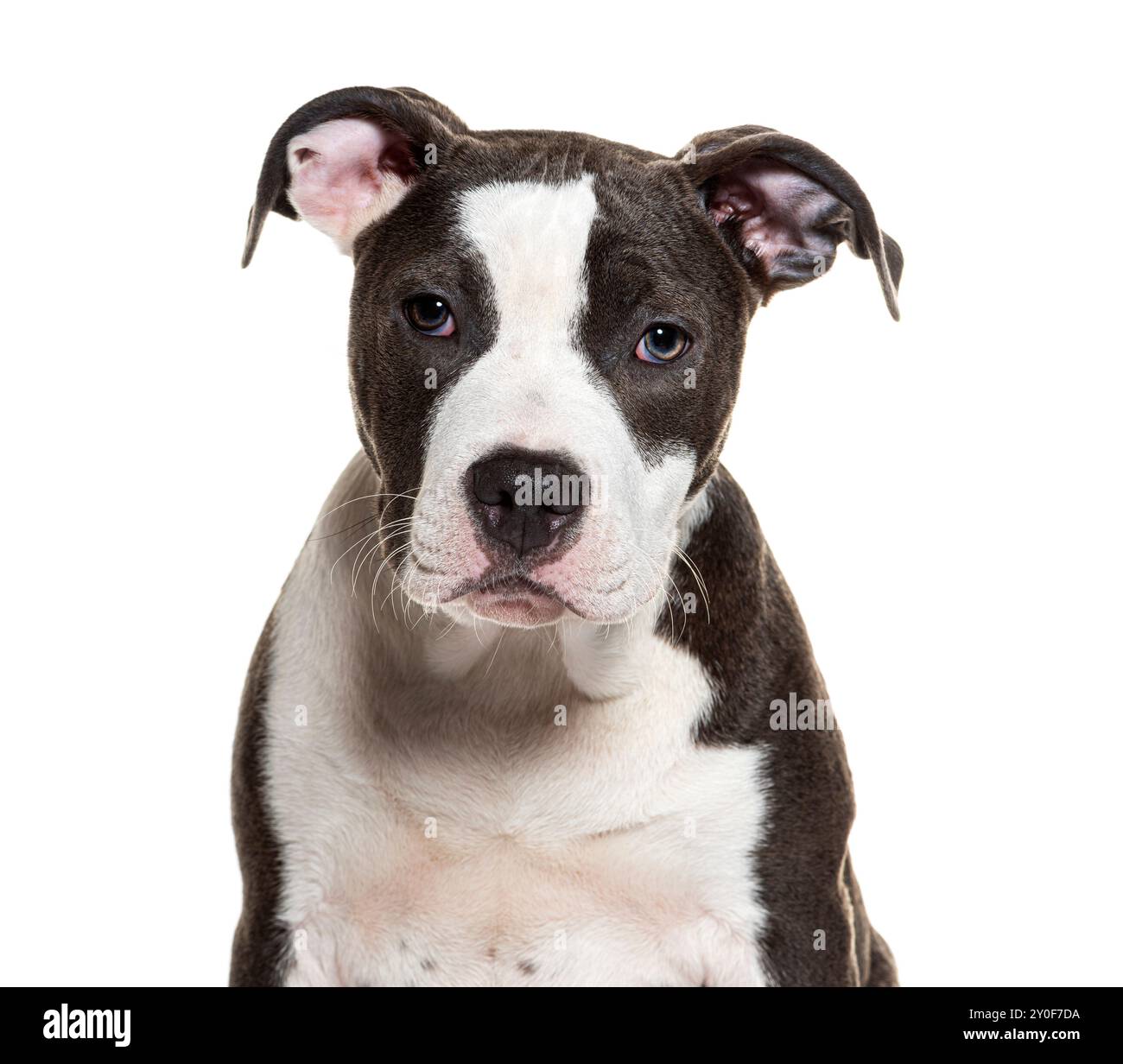 Head shot of a Adorable young american staffordshire terrier puppy dog ...