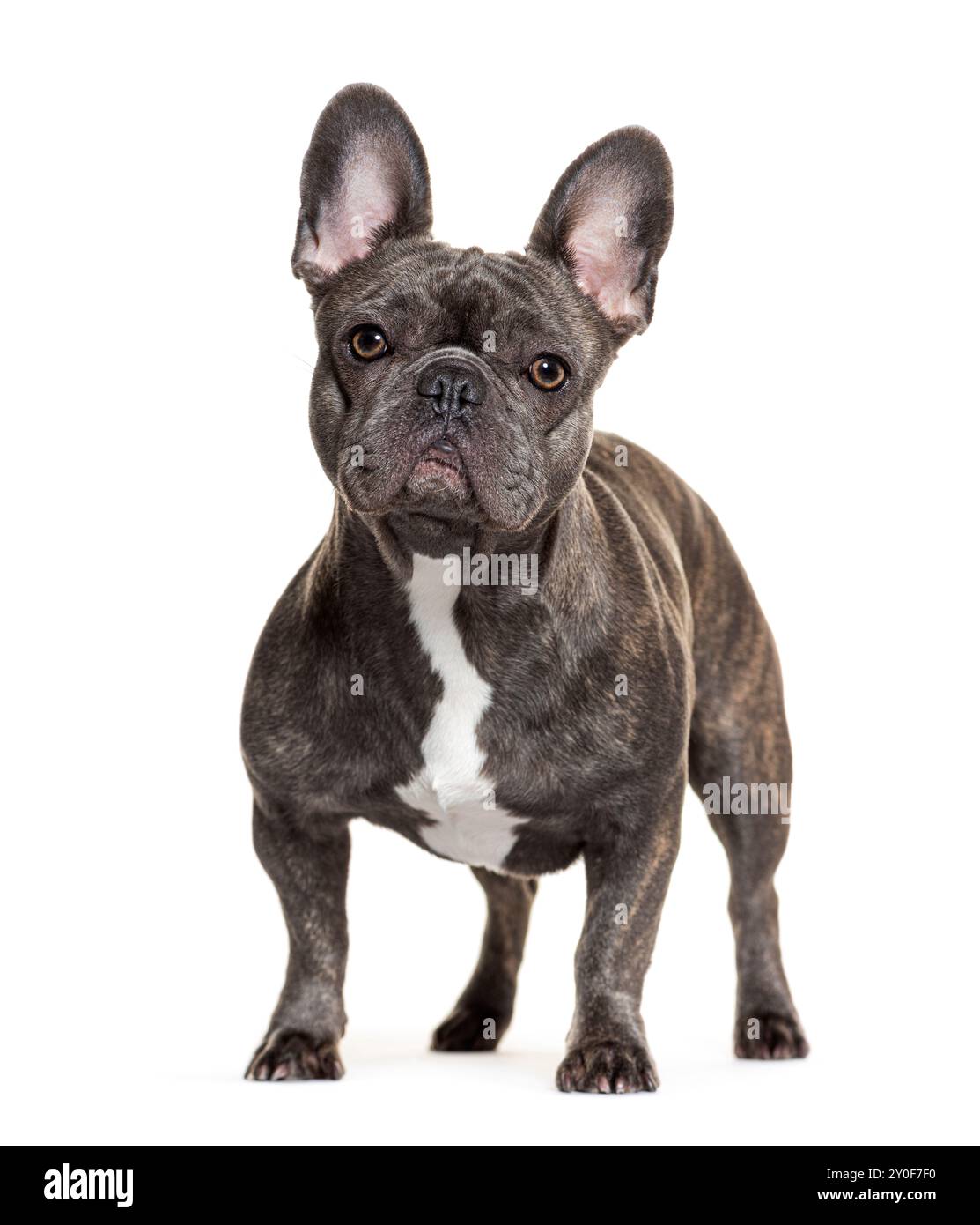 Portrait of a brindle french bulldog standing alert against a pure ...