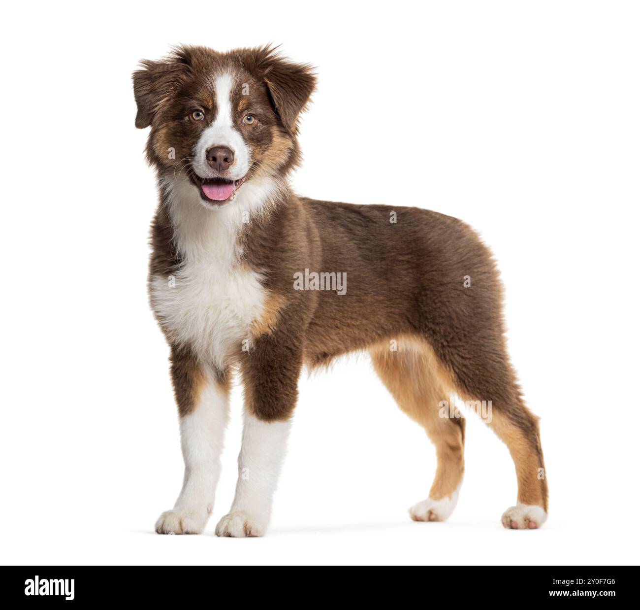 Portrait of a Four months old puppy australian shepherd standing and ...