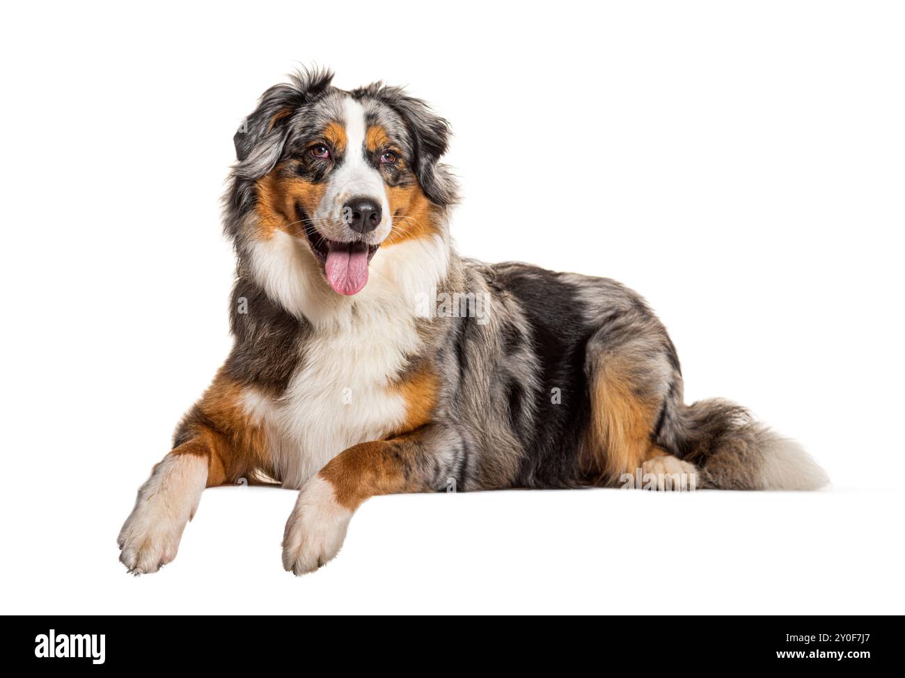 Animal falling over Cut Out Stock Images & Pictures - Alamy