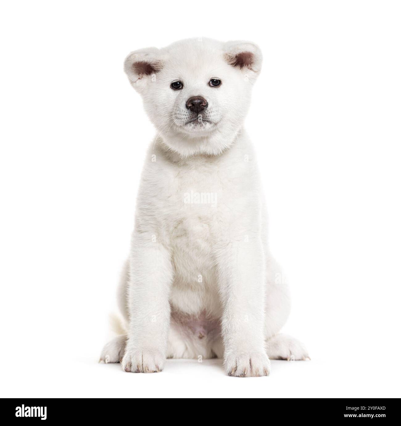 White Three months old akita inu puppy sitting on a white background ...