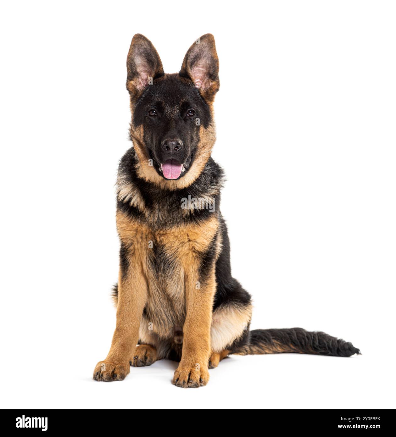Sitting Young German Shepherd puppy, looking forward at the camera and ...